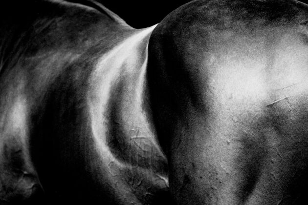 Juliet R. Harrison: A Gallery of Dreams - Horse Illustrated