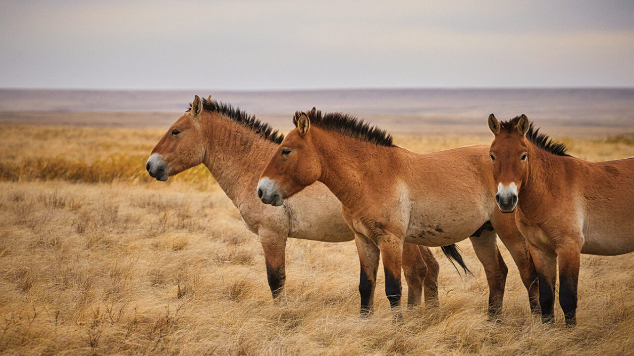 Mongolian Wild Horses