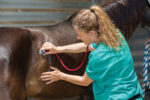 An Overview of Cecal Impaction Colic - Horse Illustrated