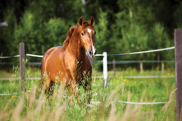 Equine Insurance Policies - Horse Illustrated