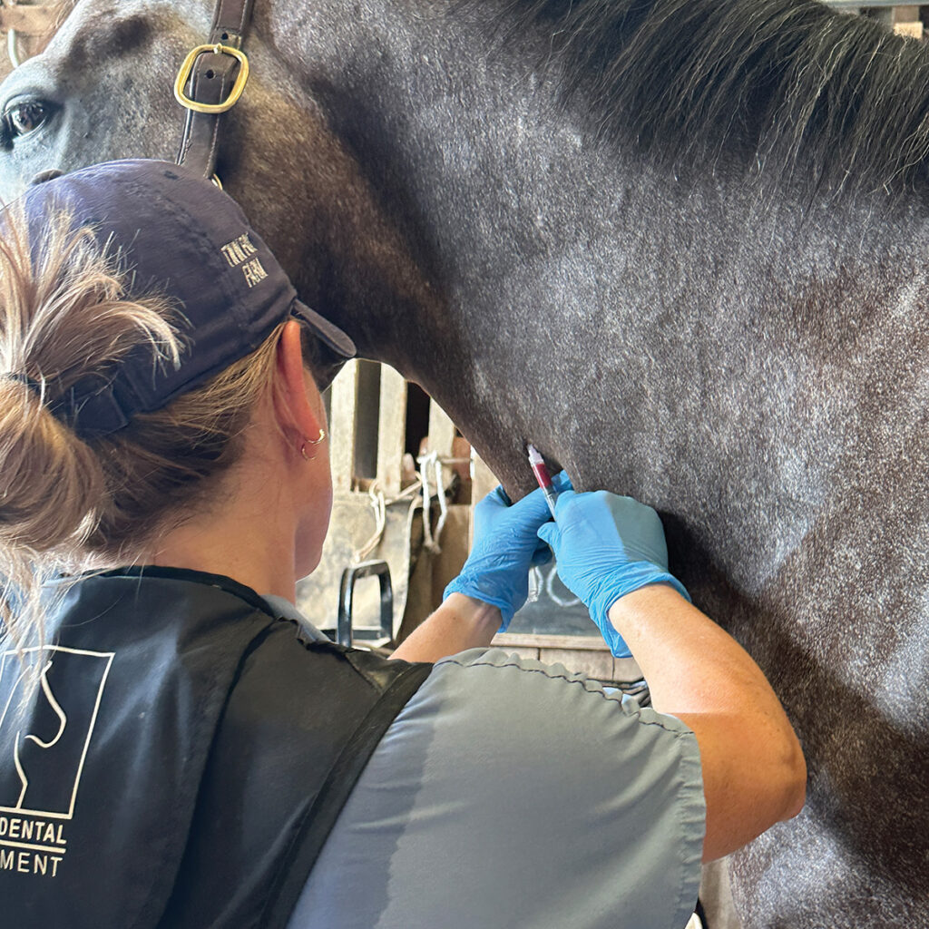 Equine Sedation 101 - Horse Illustrated
