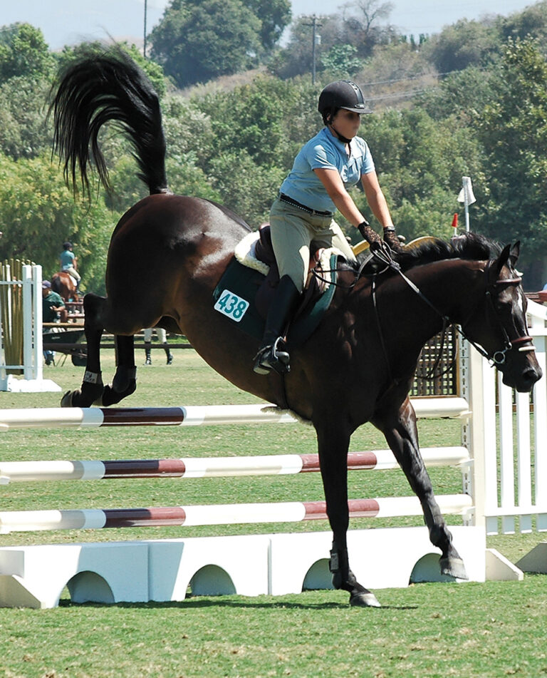 Treatment of Equine Tendon Injuries - Horse Illustrated