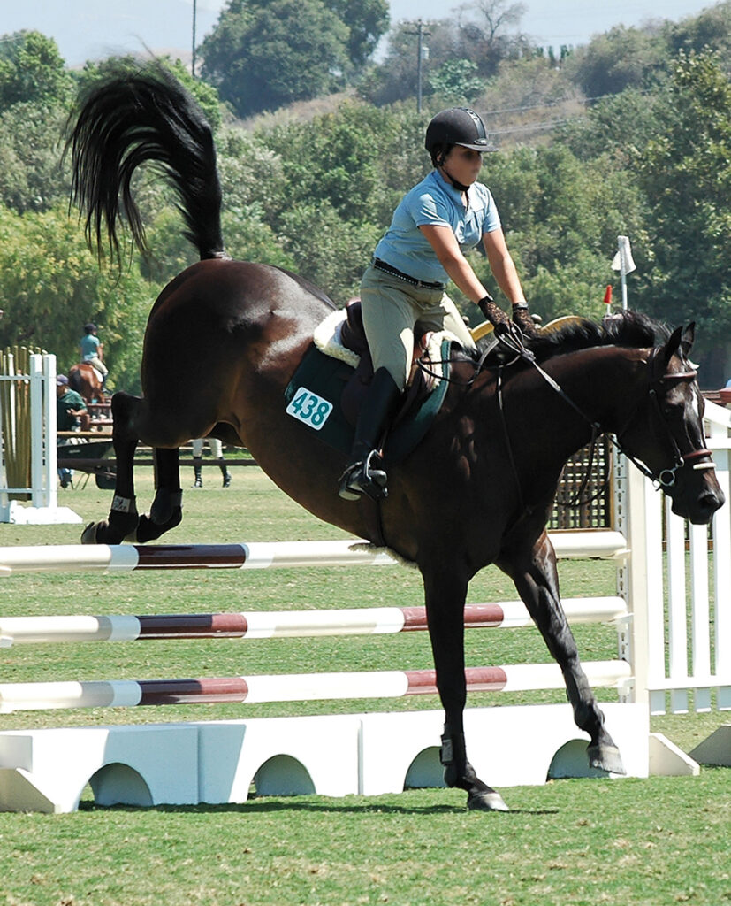 Treatment of Equine Tendon Injuries - Horse Illustrated