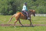 Gearing Up for Galloping - Horse Illustrated