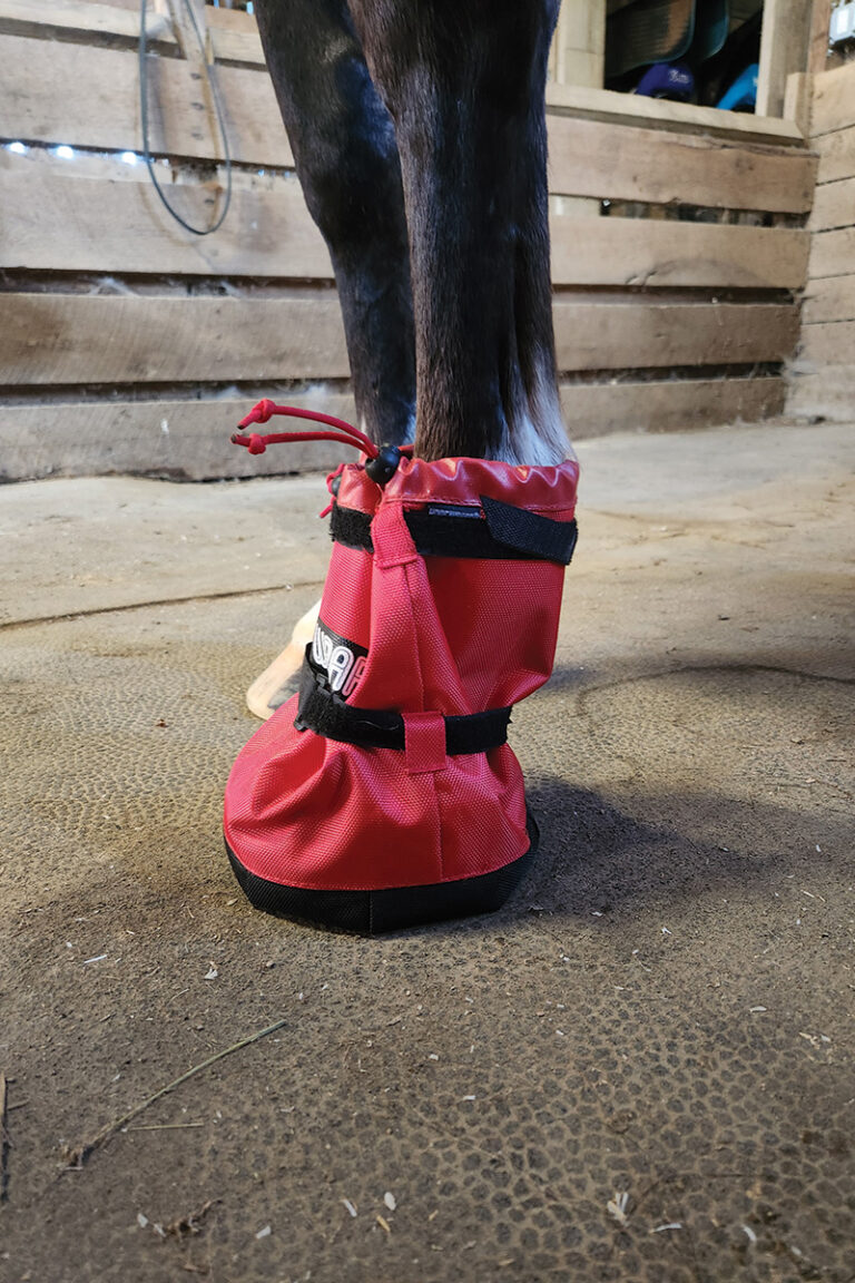 Hoof Abscess Treatment Options - Horse Illustrated