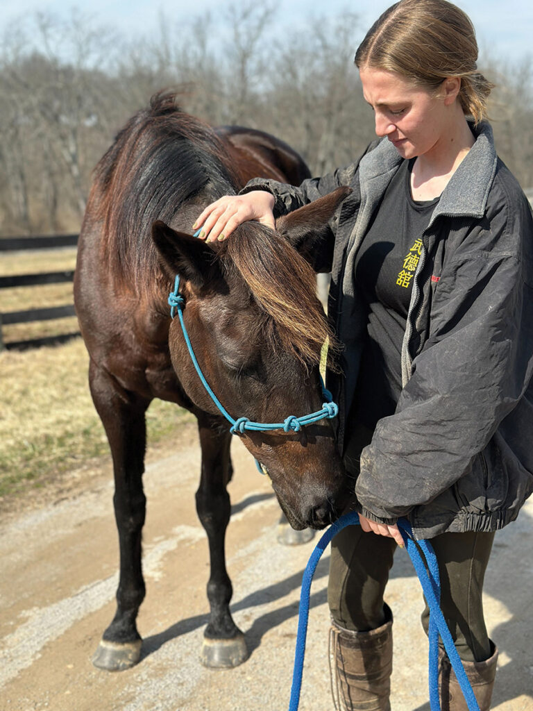 How to Bridle a Horse That Evades the Bridle - Horse Illustrated