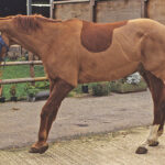 Horse Illustrated Magazine – Horse Training & Equine Health Care