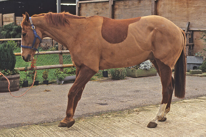 Treatment and Recovery of Founder in Horses - Horse Illustrated
