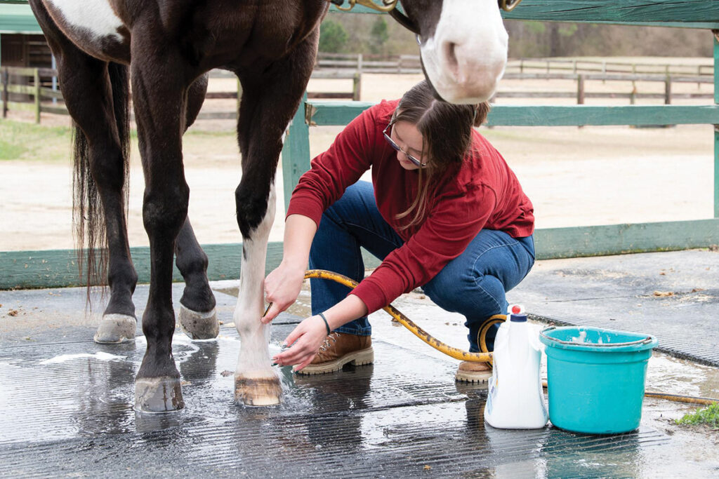 10 Horse Grooming Hacks - Horse Illustrated