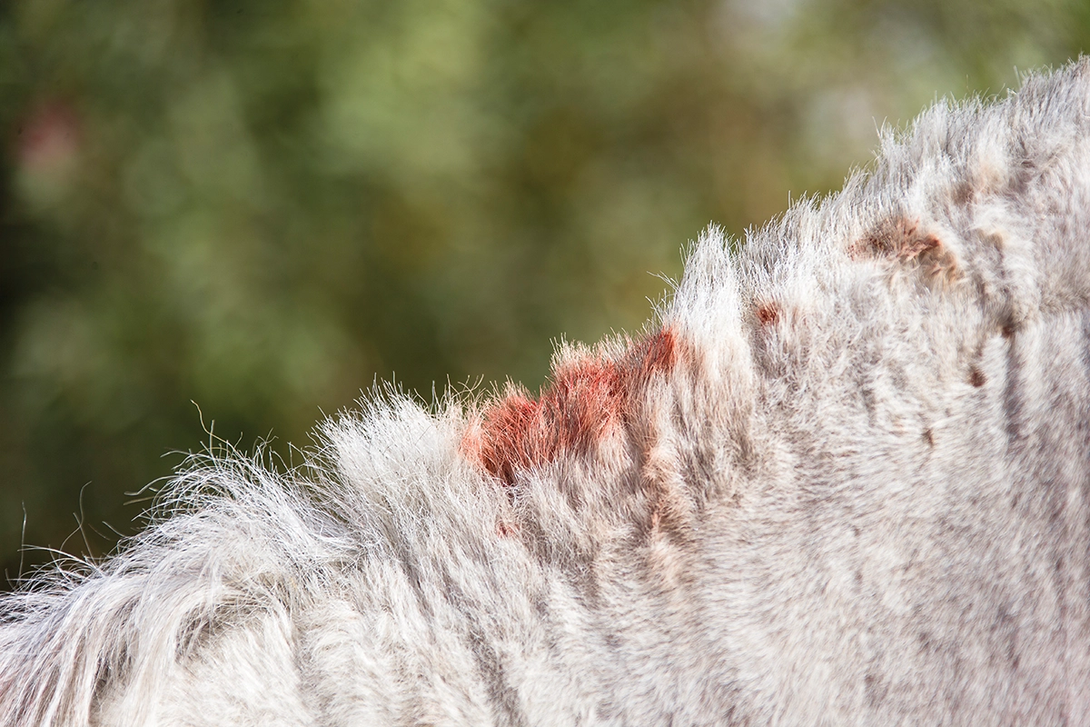 Insect Bite Hypersensitivity in Horses - Horse Illustrated