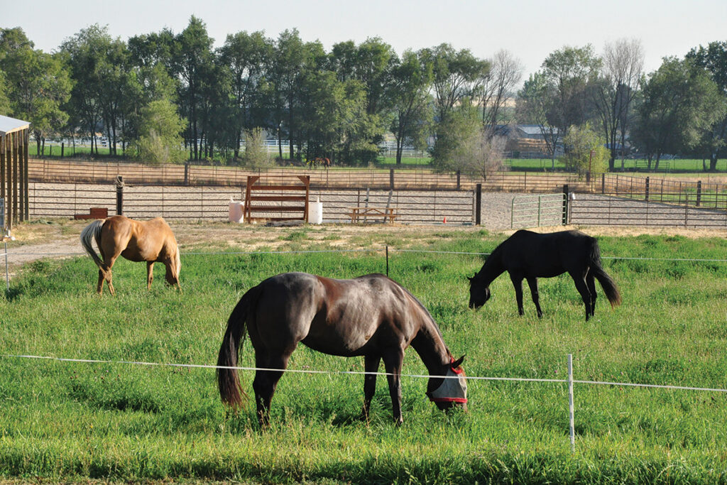 Horse Pasture Management: An Overview - Horse Illustrated