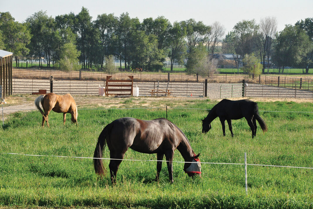Horse Pasture Management: An Overview - Horse Illustrated