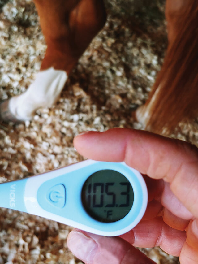 An Overview of Strangles in Horses - Horse Illustrated