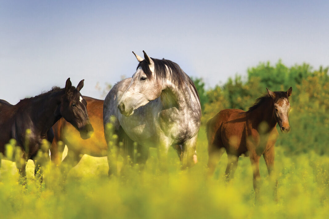 8 Causes of Stress in Horses - Horse Illustrated