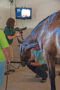 Ultimate Guide to Ulcers in Horses - Horse Illustrated
