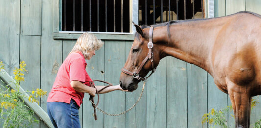 DIY Barn Hacks - Horse Illustrated