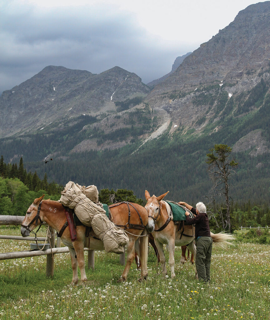 The Working Mules of our Public Lands - Horse Illustrated