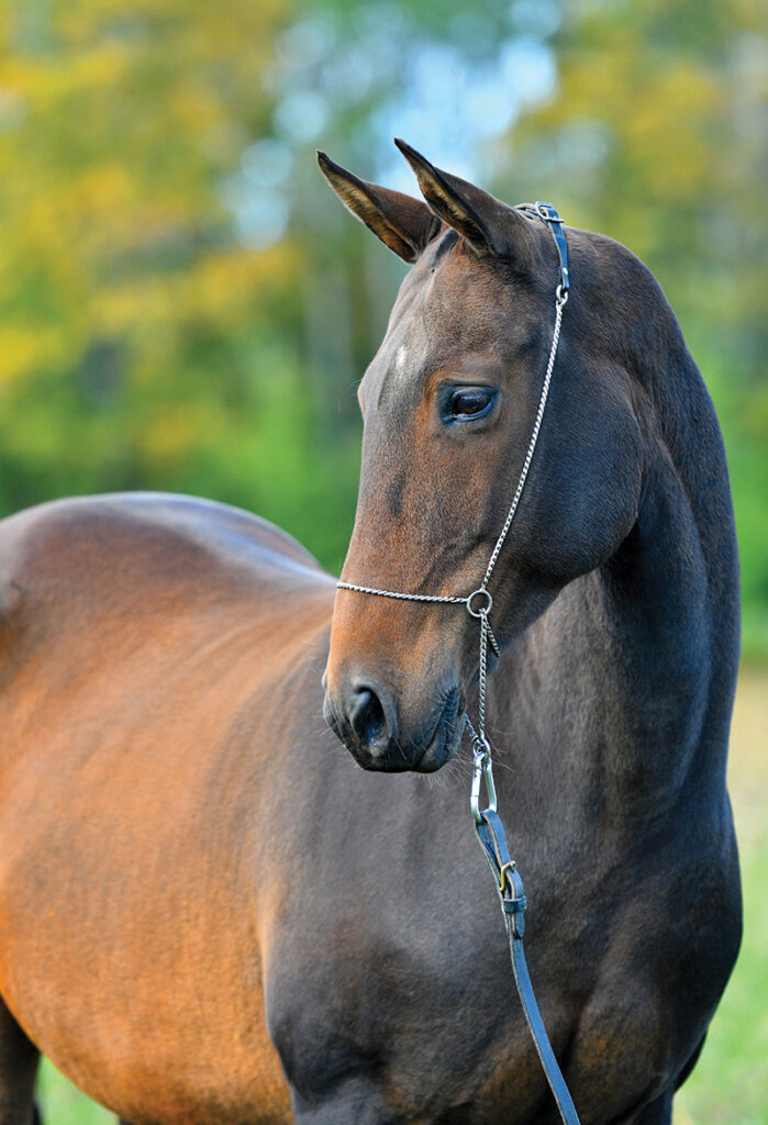 Akhal-Teke: A Rare Horse Breed - Horse Illustrated