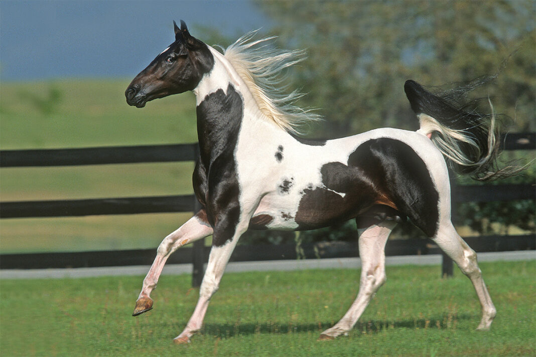 The American Saddlebred - Horse Illustrated