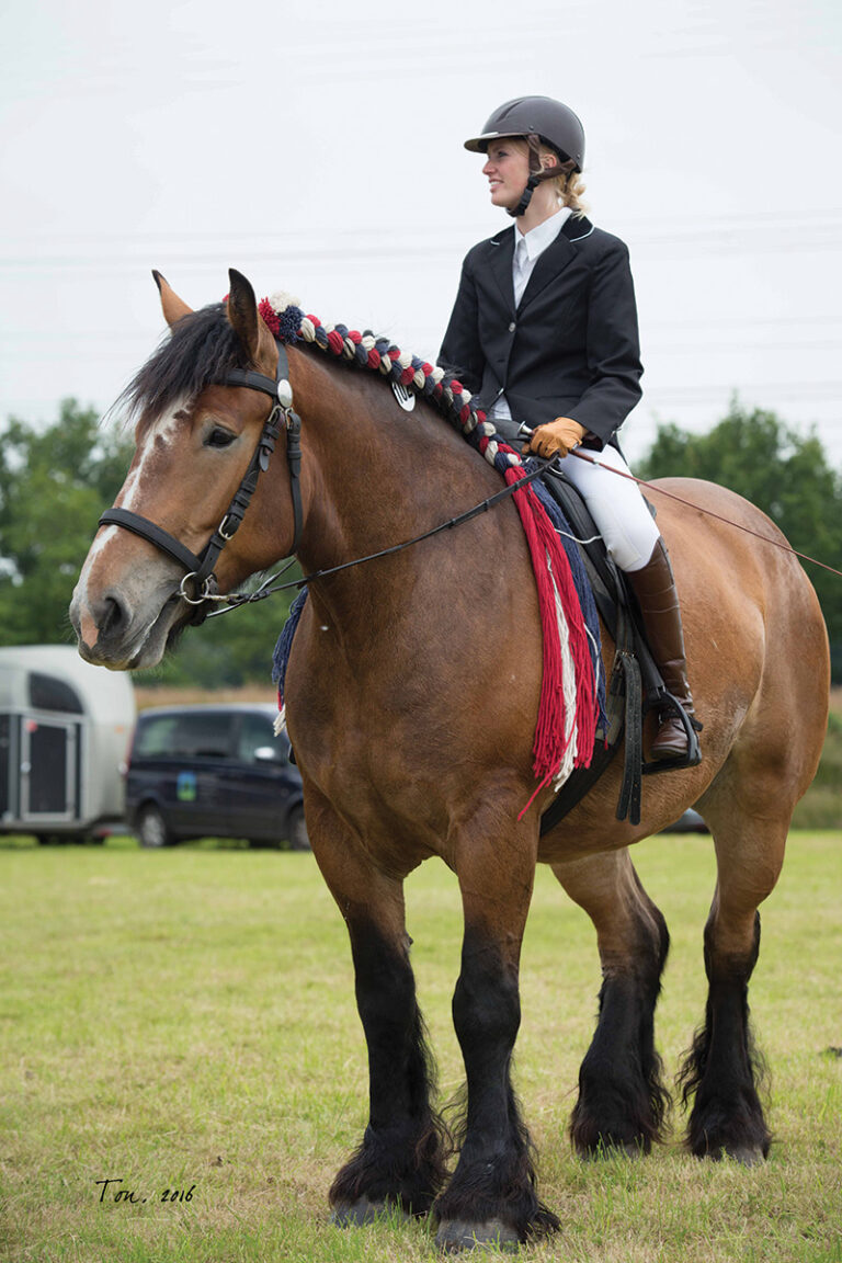 Breed Profile: European Brabant - Horse Illustrated