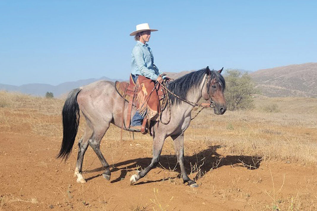 Colonial Spanish Horses - Horse Illustrated