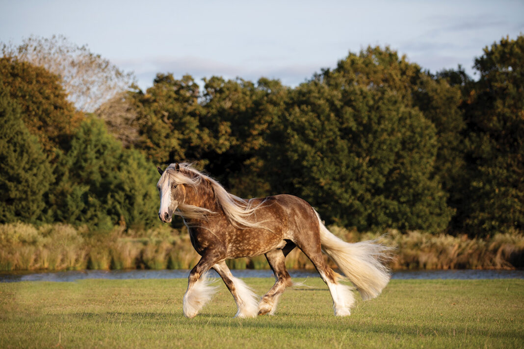 Breed Portrait: Gypsy Vanner - Horse Illustrated