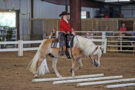 Breed Portrait: Haflinger - Horse Illustrated