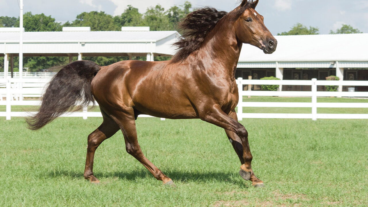 Spanish Trotter Horse 50+ Orlov Trotter Ideas | Horses, Trotters,
