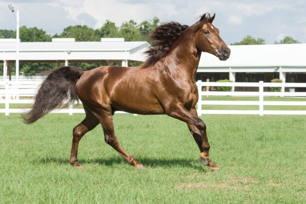 Horse Breed Portrait: Missouri Fox Trotter - Horse Illustrated