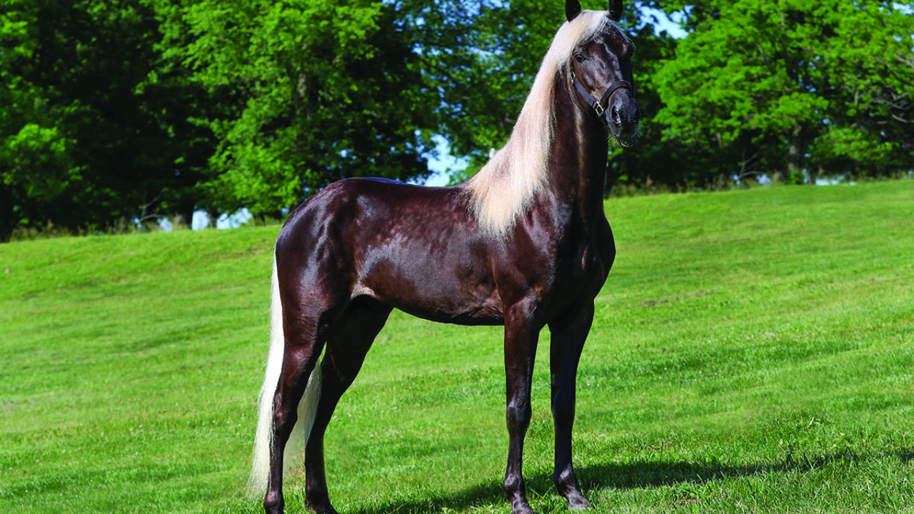 Rocky Mountain Horse Stallion