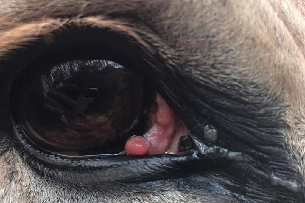 Squamous Cell Carcinoma in Horses - Horse Illustrated