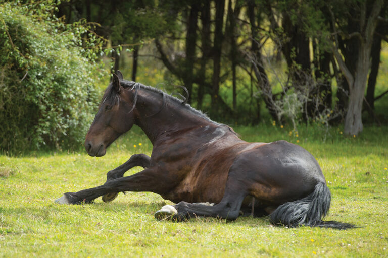 Botulism in Horses - Horse Illustrated