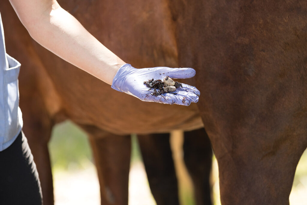 How to Clean a Horse's Sheath - Horse Illustrated
