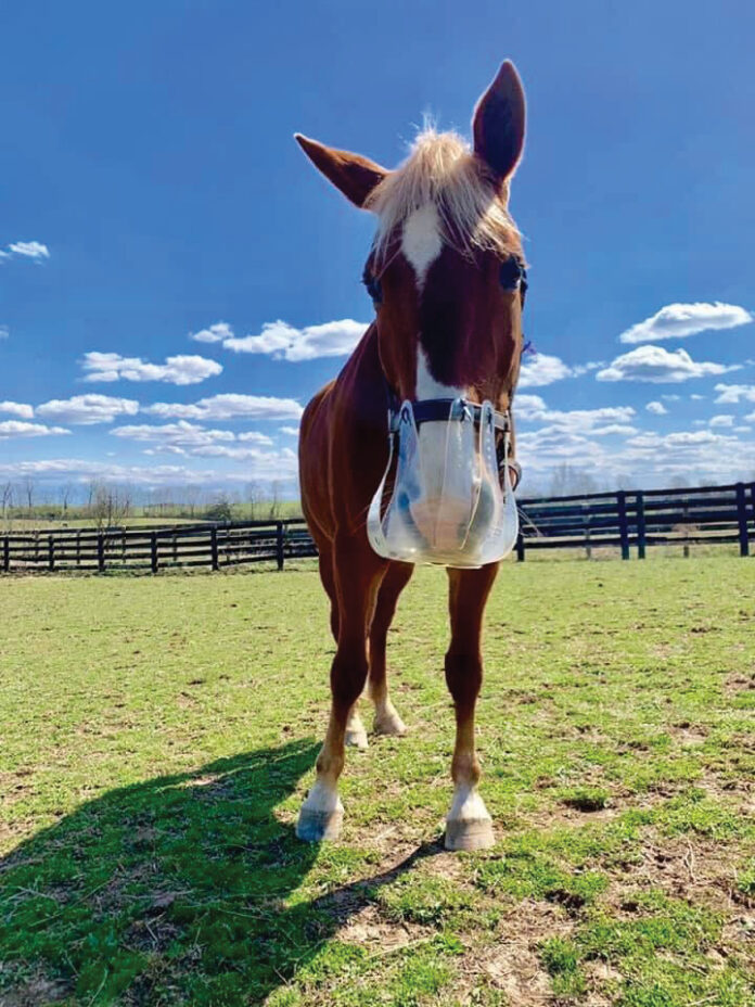 A Guide to Grazing Muzzles - Horse Illustrated