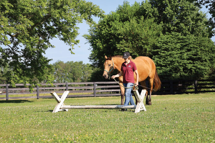 Try These Two Ground Obstacles - Horse Illustrated