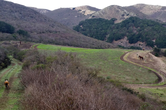 Equine Behavior: Social Living Situations - Horse Illustrated