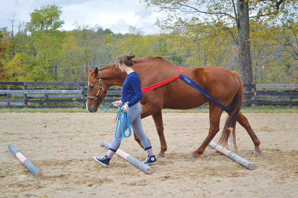 Five Groundwork Exercises for Your Horse - Horse Illustrated