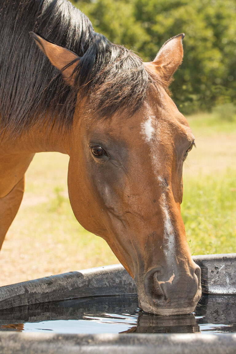 Heat Stress in Horses - Horse Illustrated