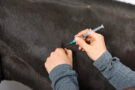 Intramuscular Injections for the Horse - Horse Illustrated