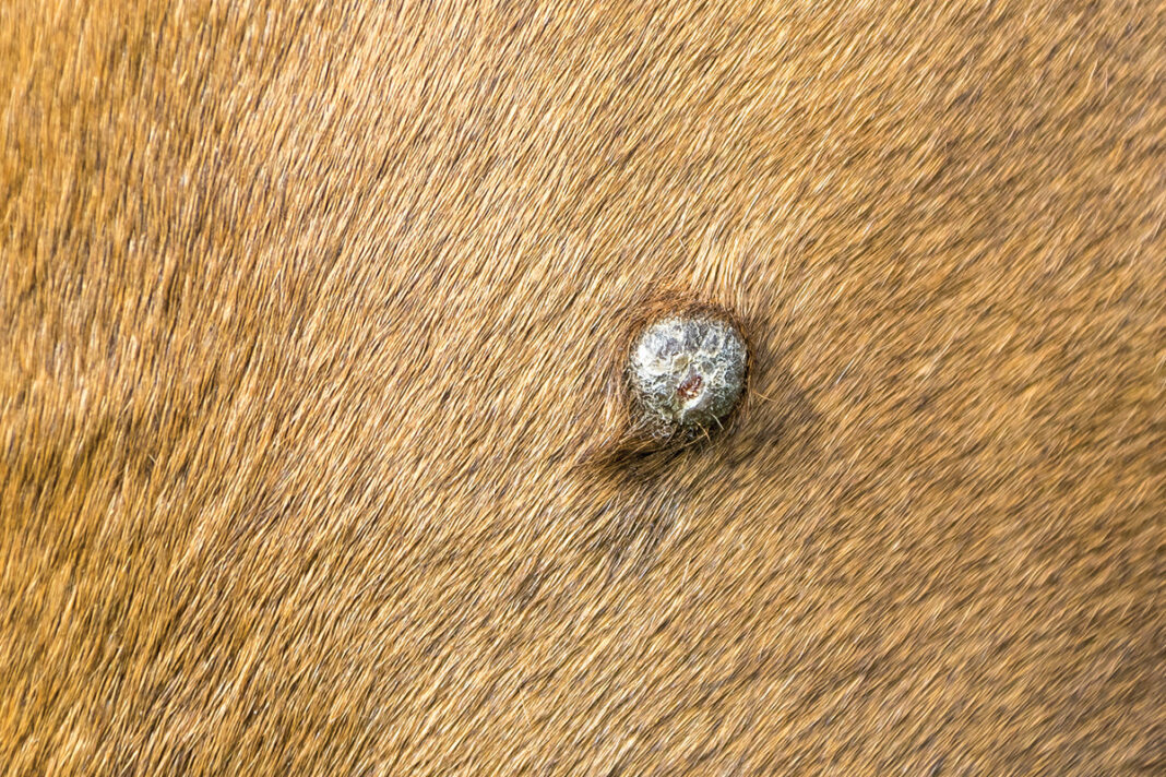 Decoding Sarcoids in Horses - Horse Illustrated