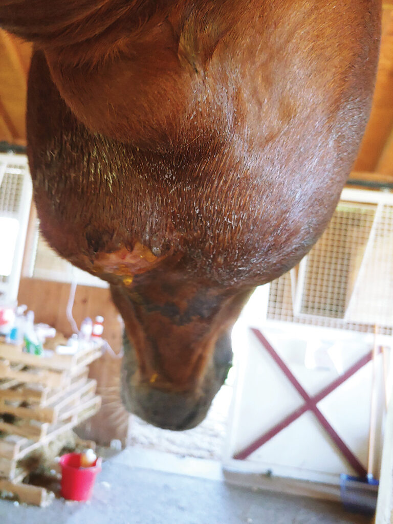 An Overview of Strangles in Horses - Horse Illustrated