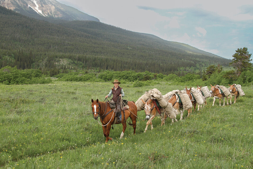 The Working Mules of our Public Lands - Horse Illustrated