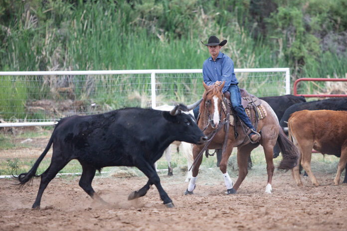 Reining and Working Cow Horse: Perfect Your Turns - Horse Illustrated