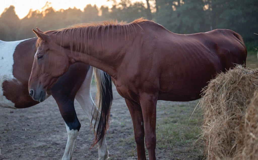 Senior Horse Care 101 - Horse Illustrated