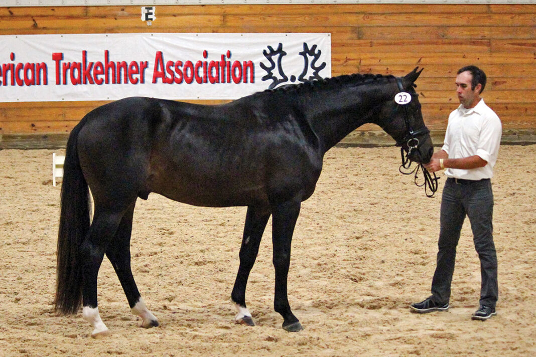 Showing Horses in Hand - Horse Illustrated