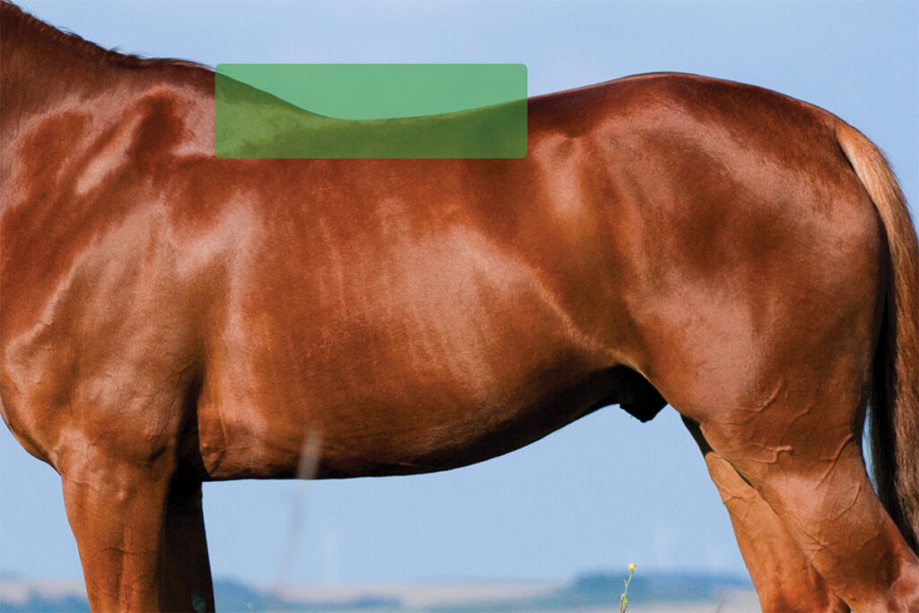 Western Saddle Fit Made Simple - Horse Illustrated