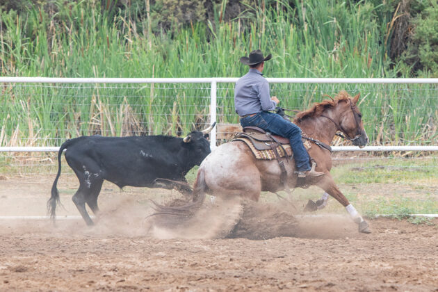 Reining and Cow Horse Stops: What's the Difference?