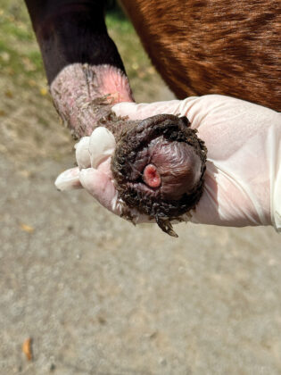 How to Clean a Horse's Sheath - Horse Illustrated