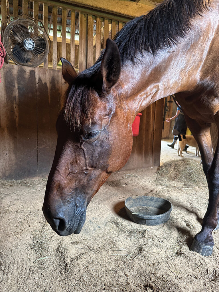 Equine Sedation 101 - Horse Illustrated