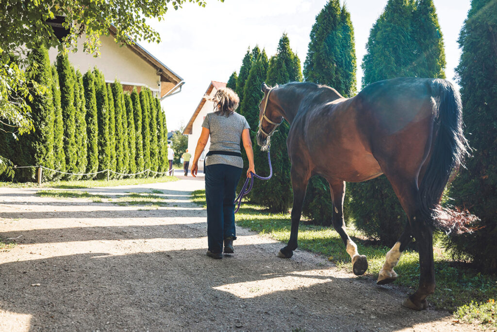 Treatment of Equine Tendon Injuries - Horse Illustrated